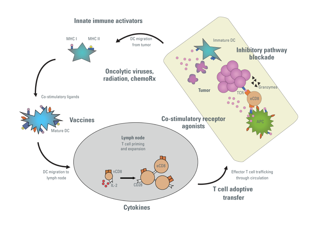 How does IO therapy work? - Immuno-Oncology (IO)