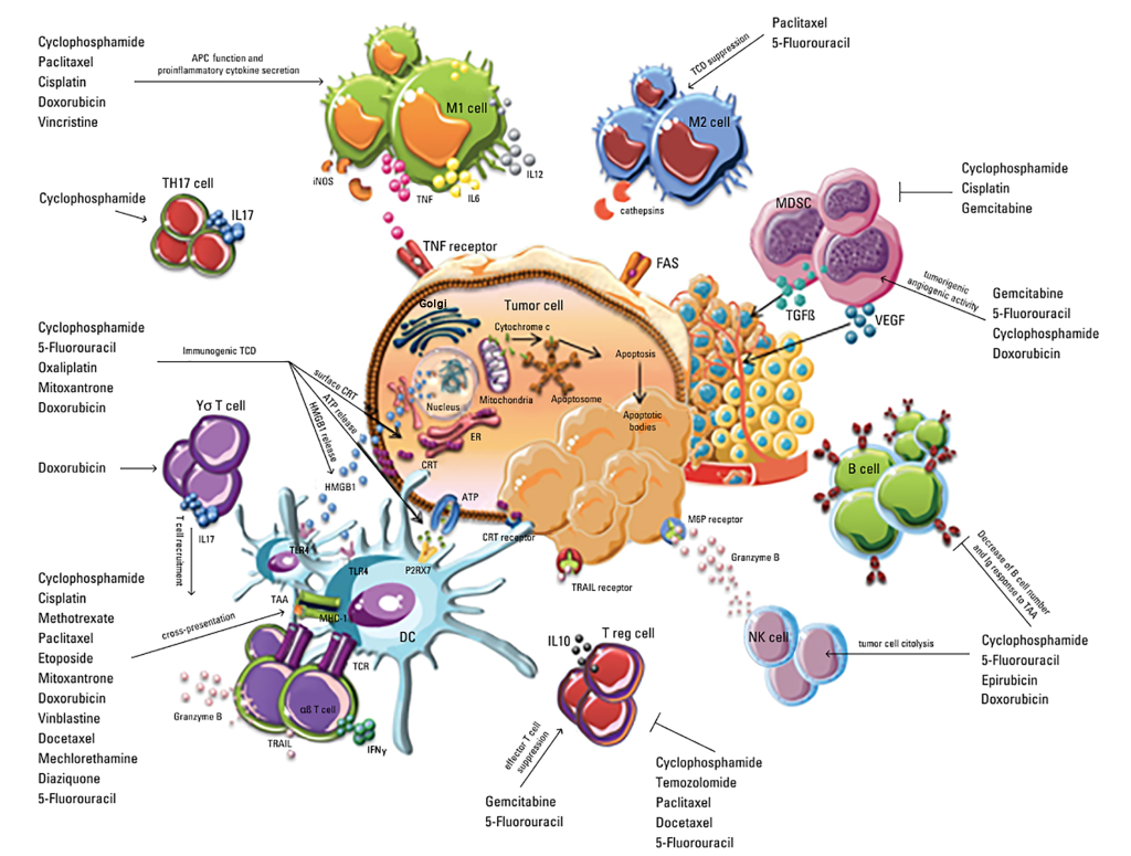 Cancer Immunology Theory – Immuno-Oncology (IO)