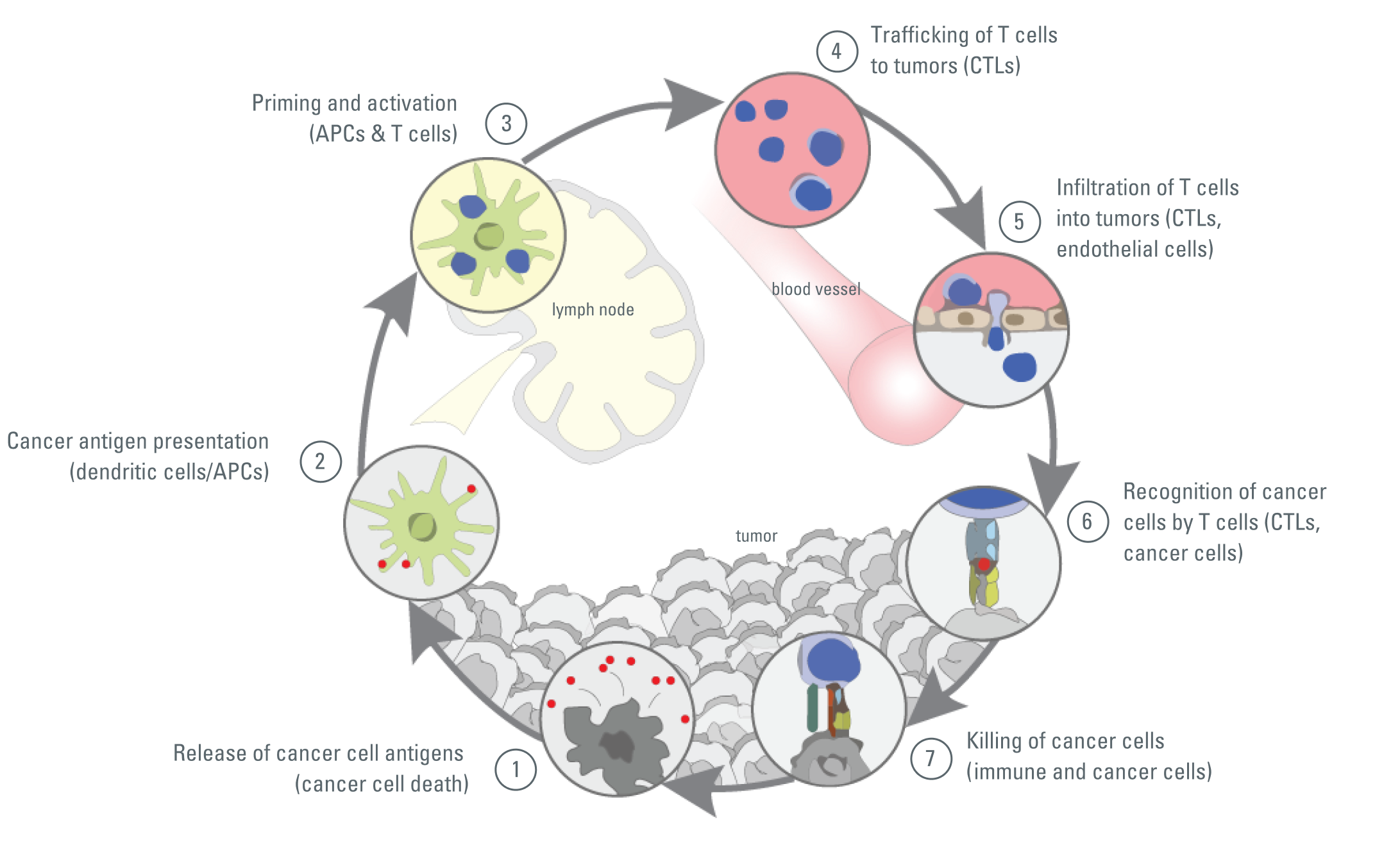 Cancer Immunology Theory – Immuno-Oncology (IO)