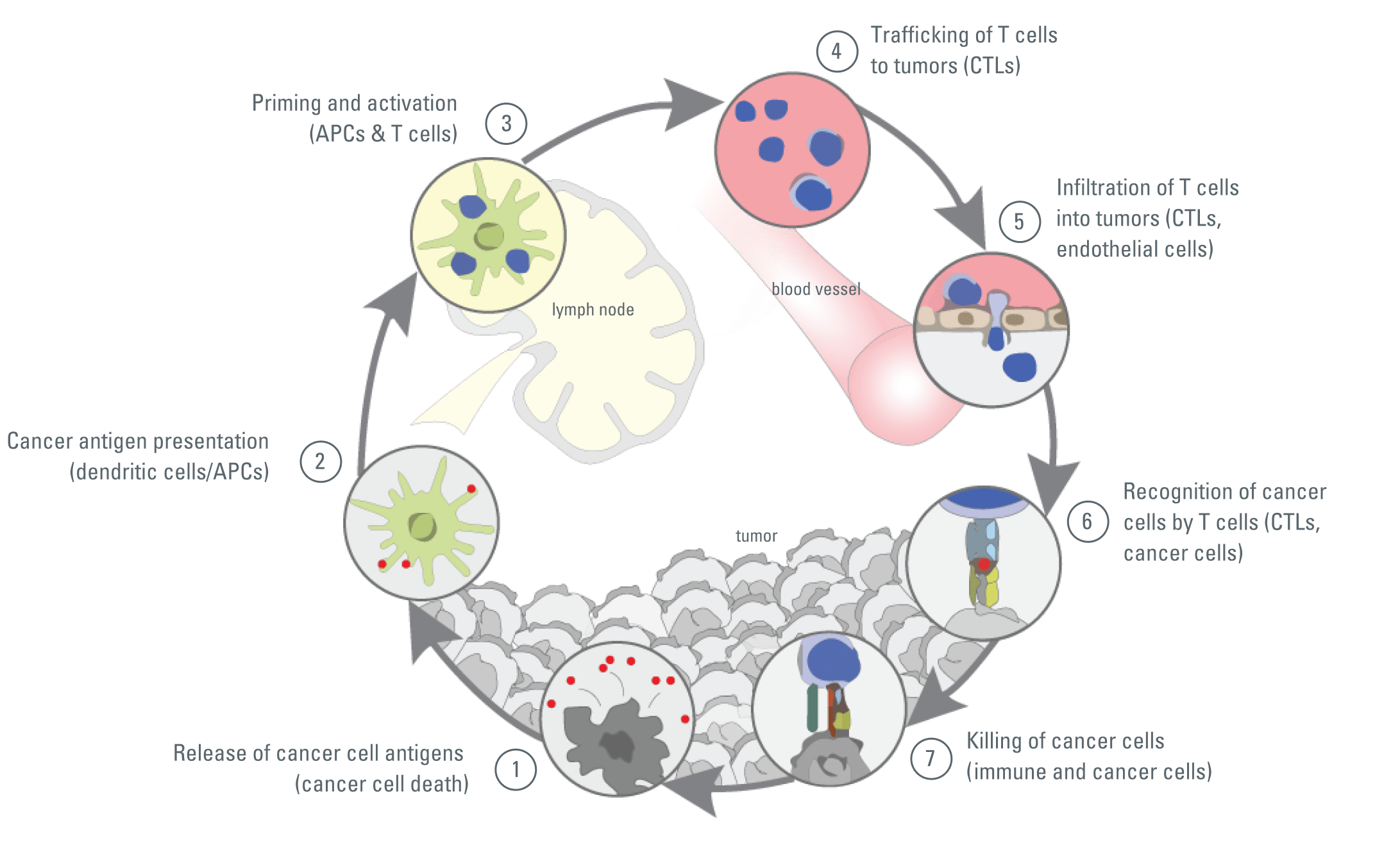 Cancer Immunology Theory – Immuno-Oncology (IO)